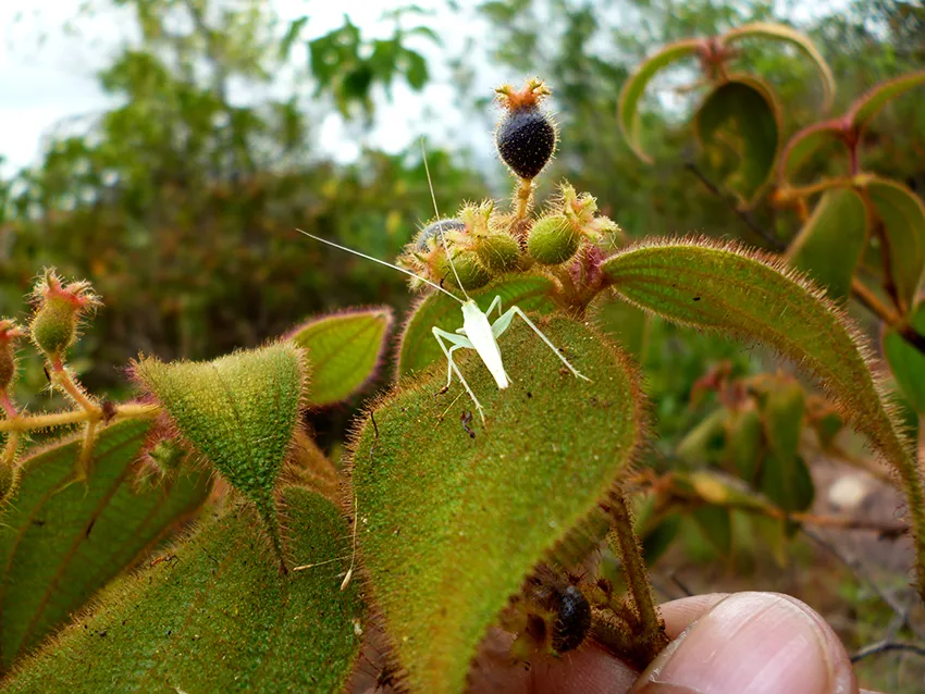 Un "grillo de árbol" (género 'Oecanthus') - A "tree cricket" (genus...