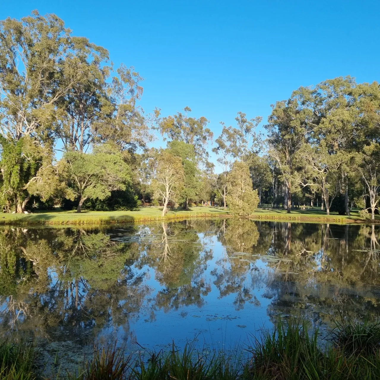 Capalaba Regional Park, Redlands, Queensland.