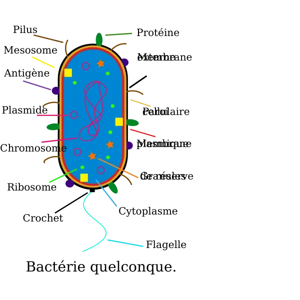 Microbiology - The Structure and Function of Bacteria Components