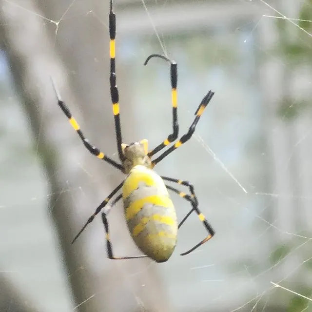 The joro spider