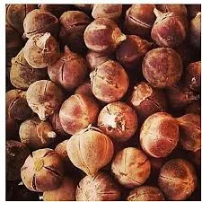 12 HEALTH BENEFITS OF GORONTULA