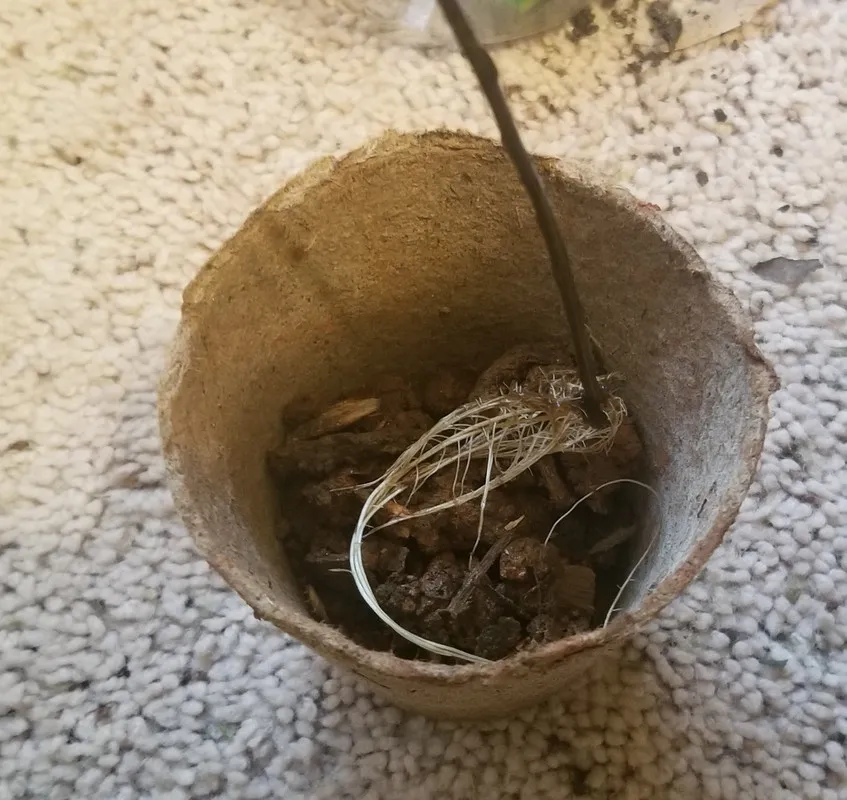 Root bubbler update: moving plants and blueberry cuttings