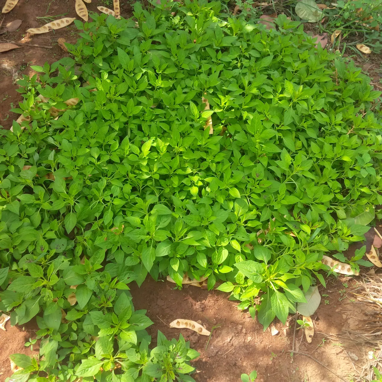 IIfíhan Àwon Àwòrán Orí Oko