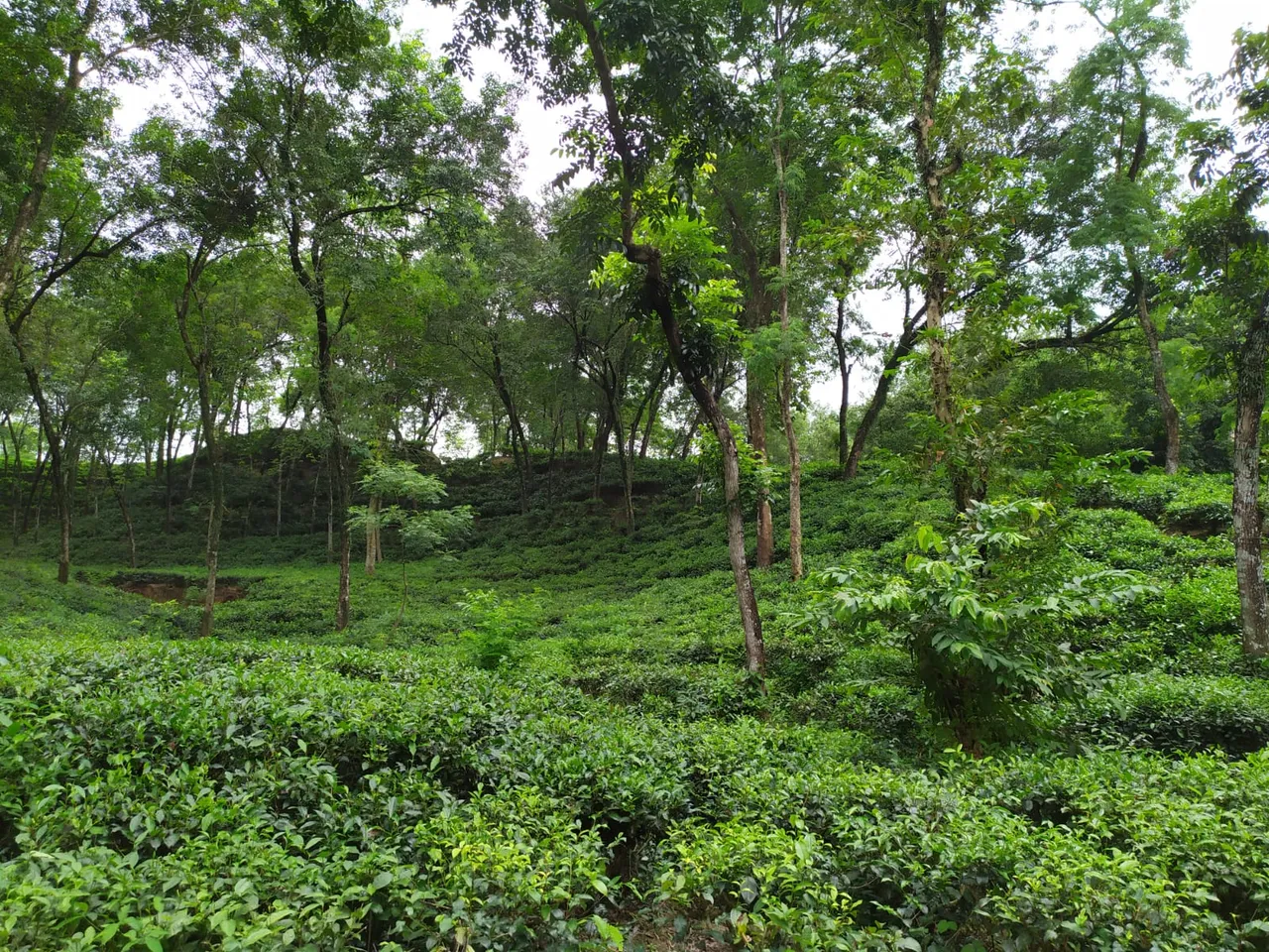 Malnicherra Tea Estate| First tea garden in the subcontinent