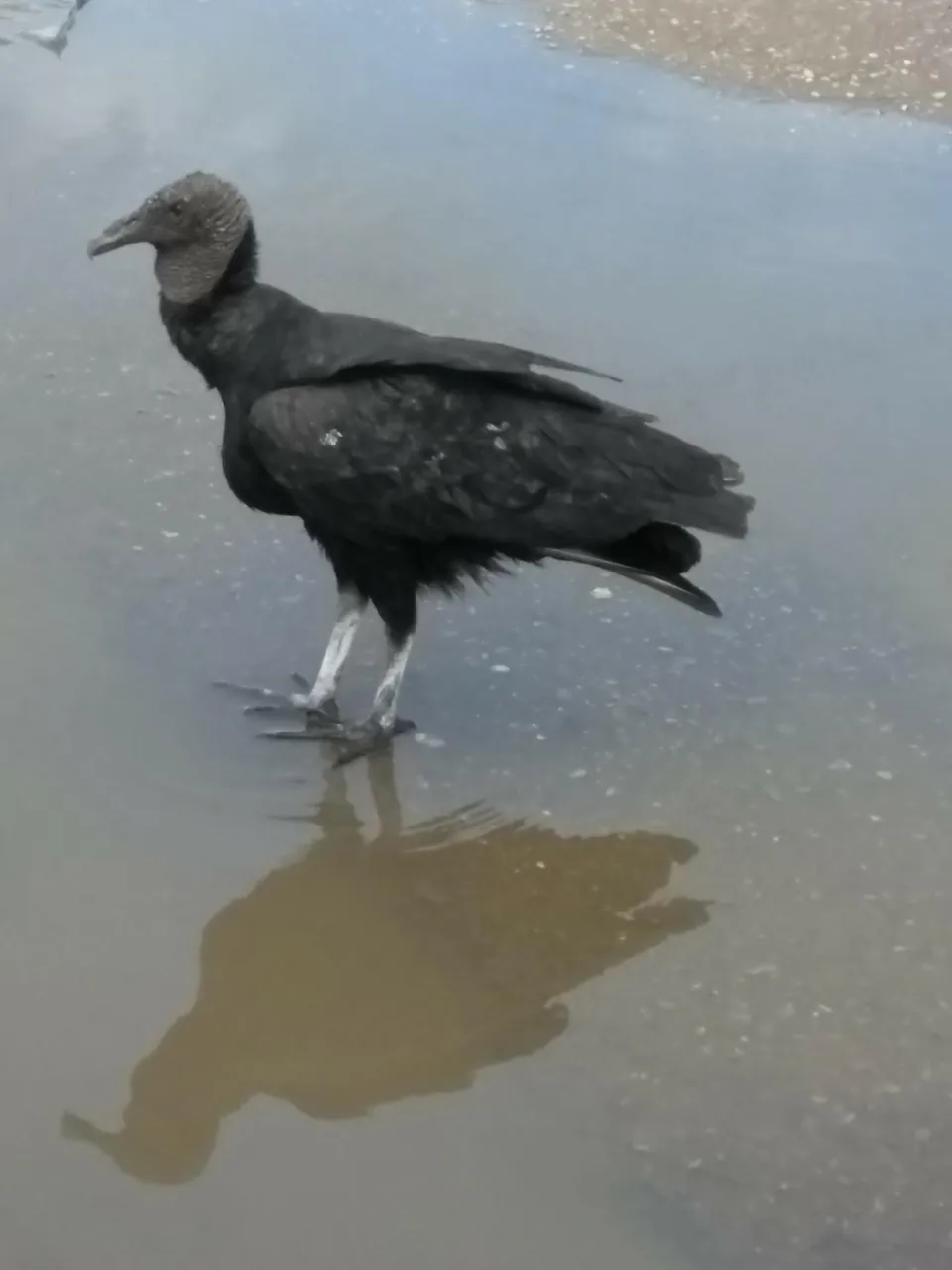 Los zamuros en busca de una presa para alimentarse.! . / The zamuro...