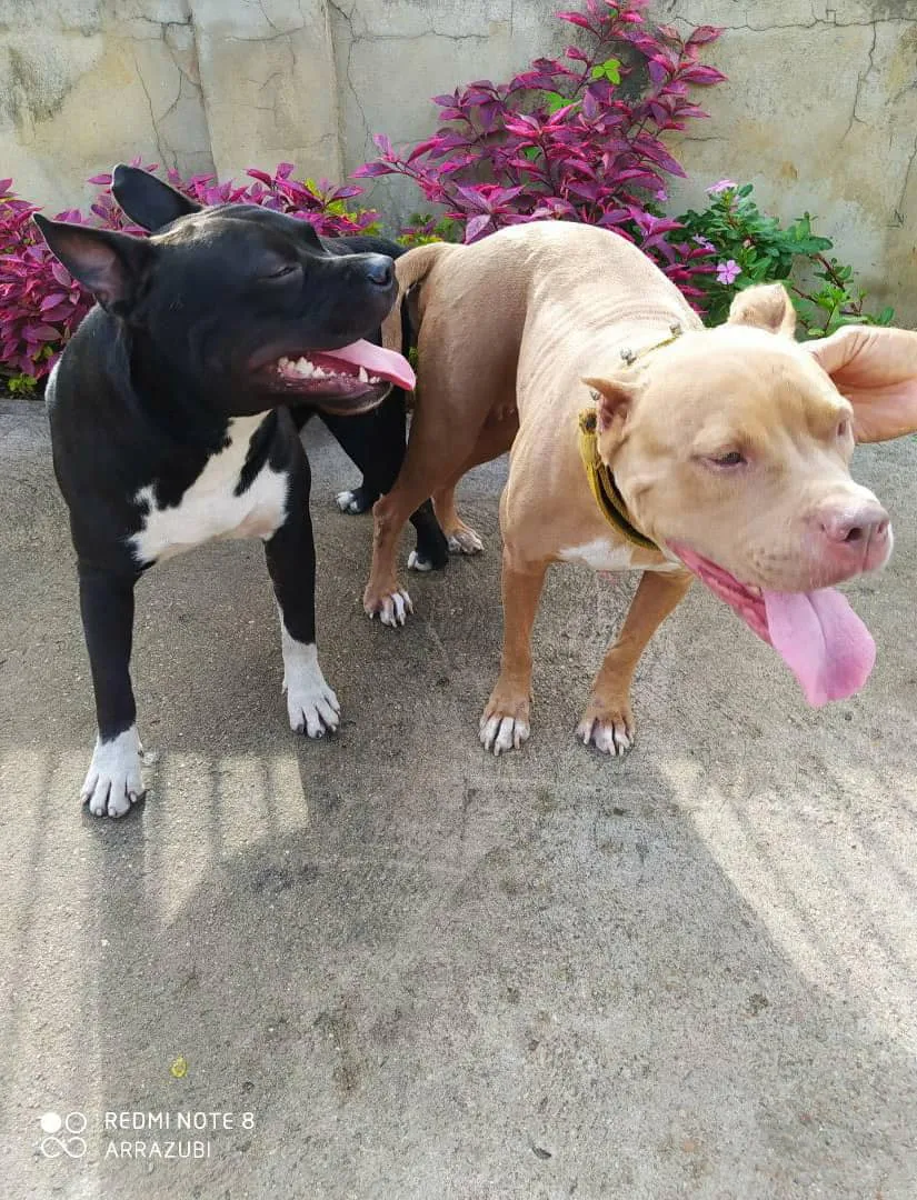 ESP/ENG. 🐶Aprende a comunicarte con tu perro.🐕Learn to communicat...