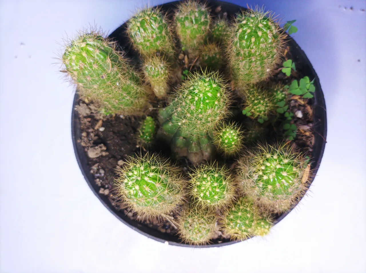 Cactus In A Beautiful Little Pot