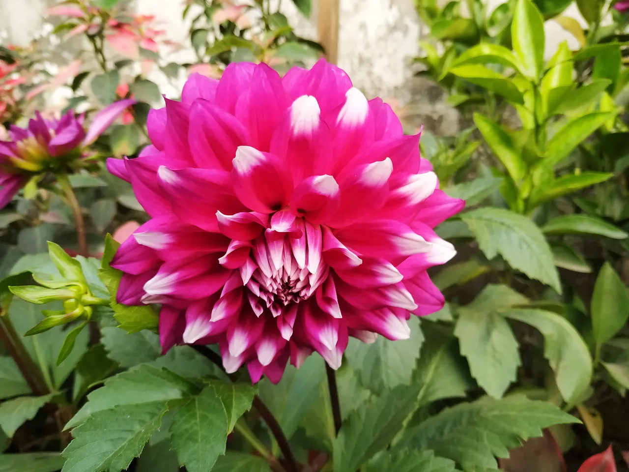 Dahlias In Different Color
