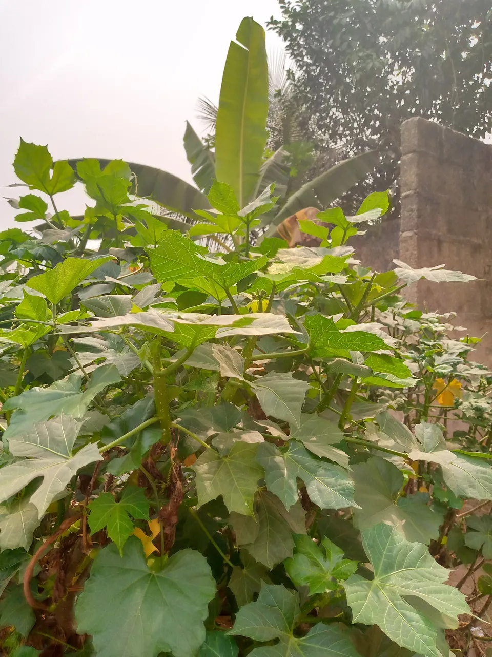 The jatropha plant and it's benefits