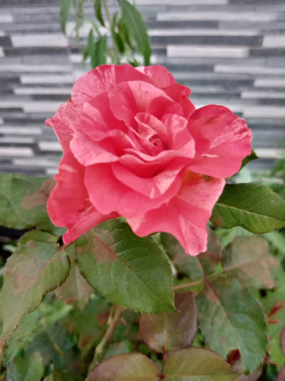 Bye bye beautiful Roses