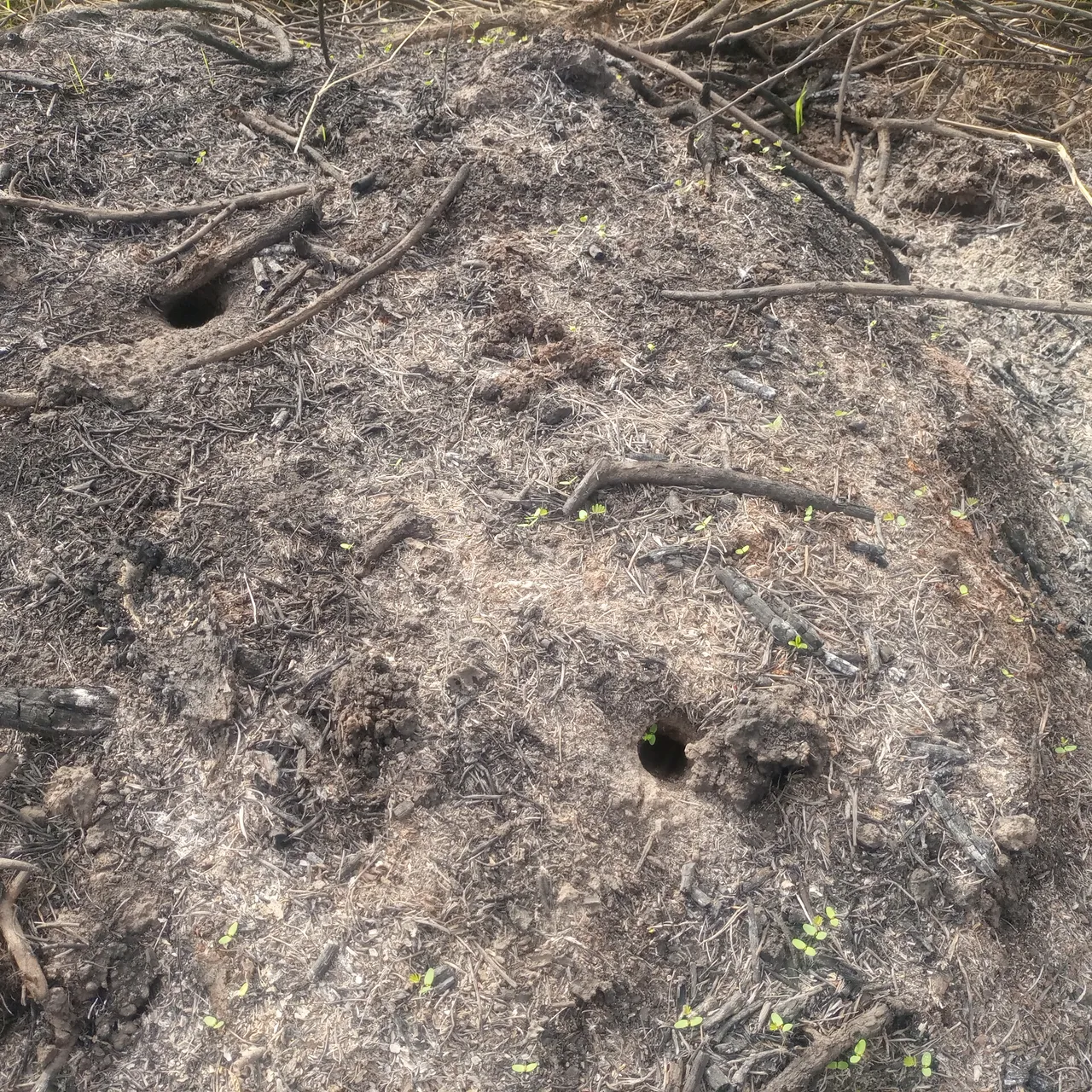 Grasshopper And Bush Rat Chasing Consequences On Farm Items