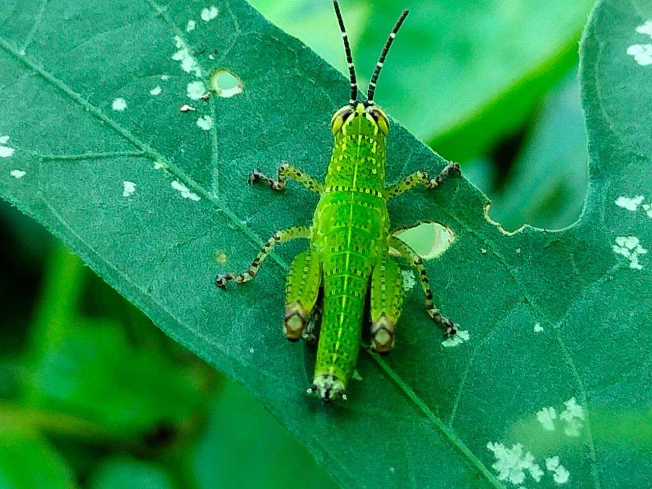 Valanga nigricornis and oxyopes salticus