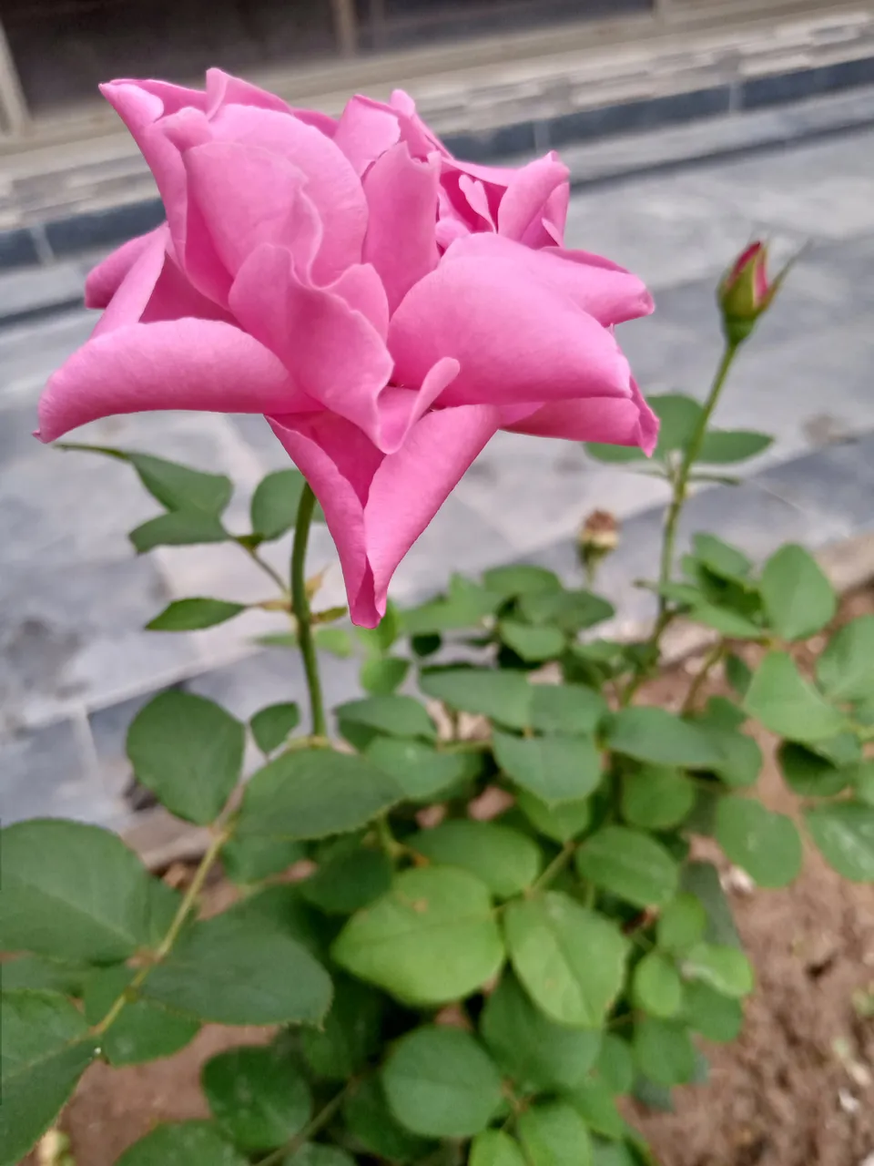 Bye bye beautiful Roses