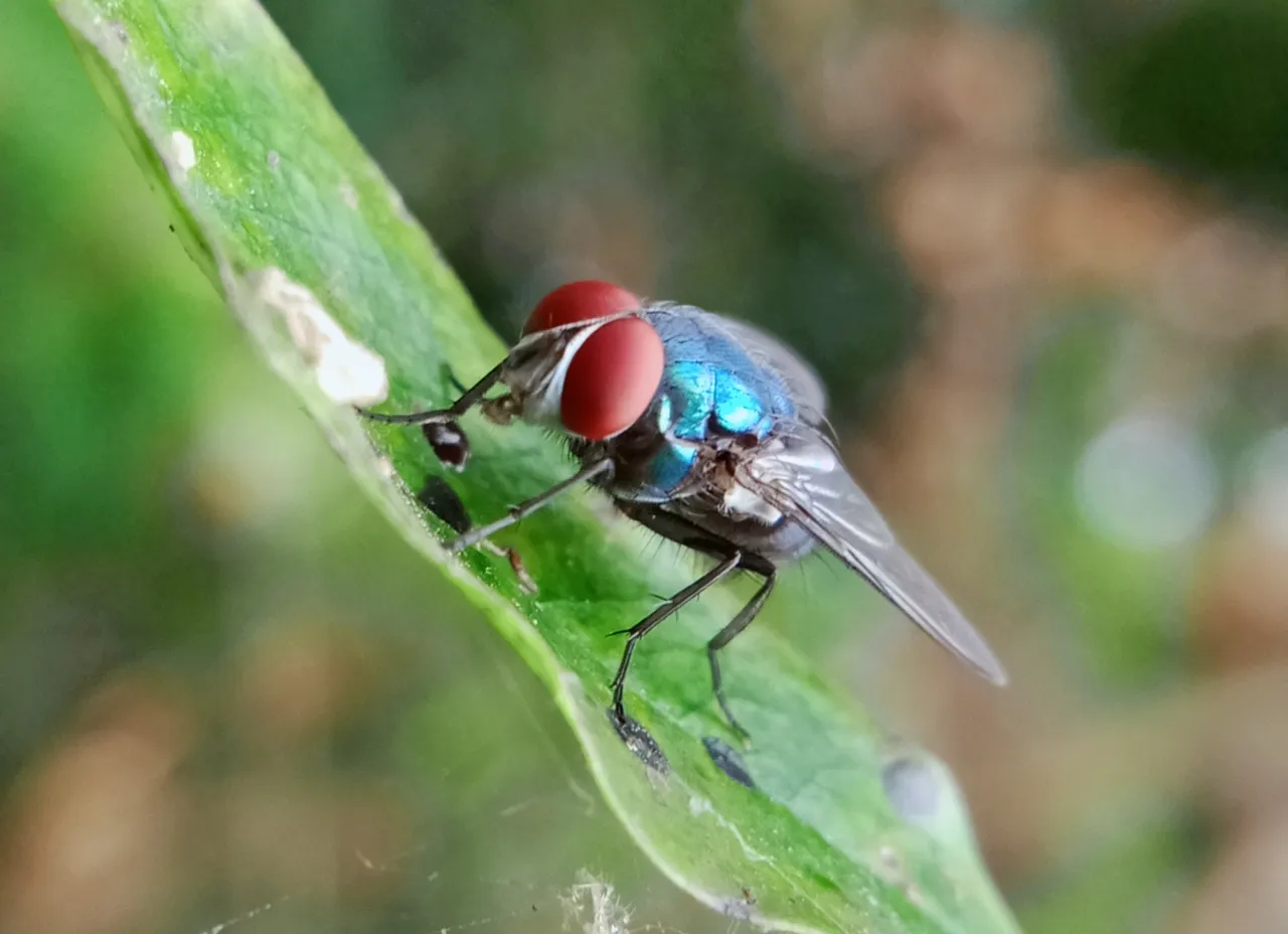 Fascinating Insects #127 - Flies