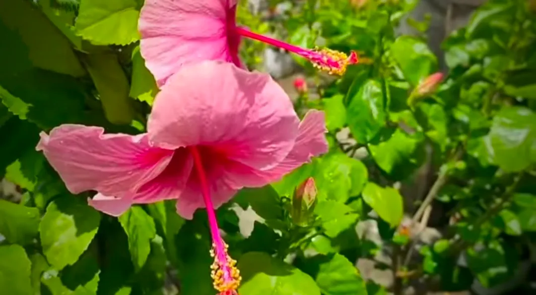 Photography of jaba flower