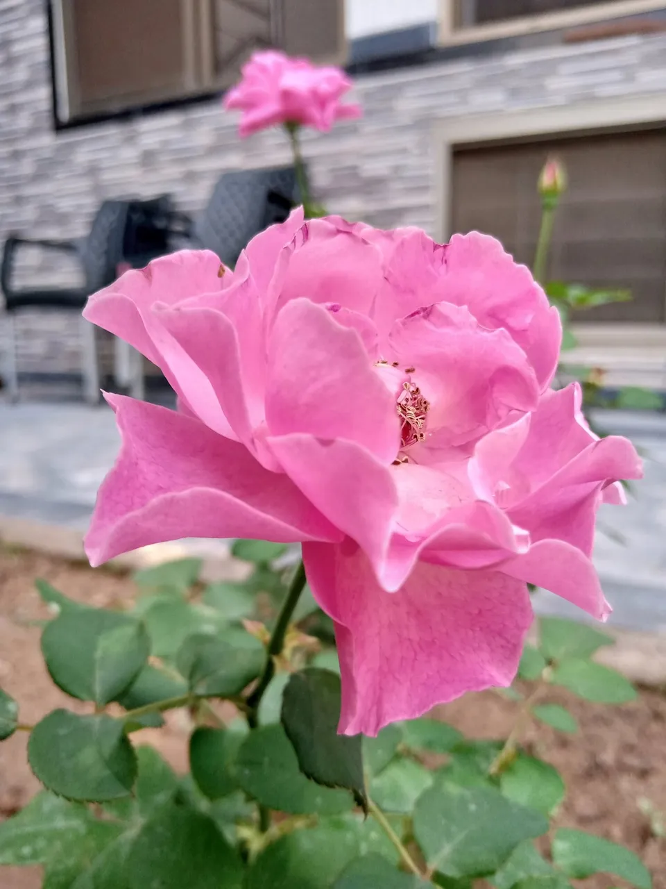 Bye bye beautiful Roses