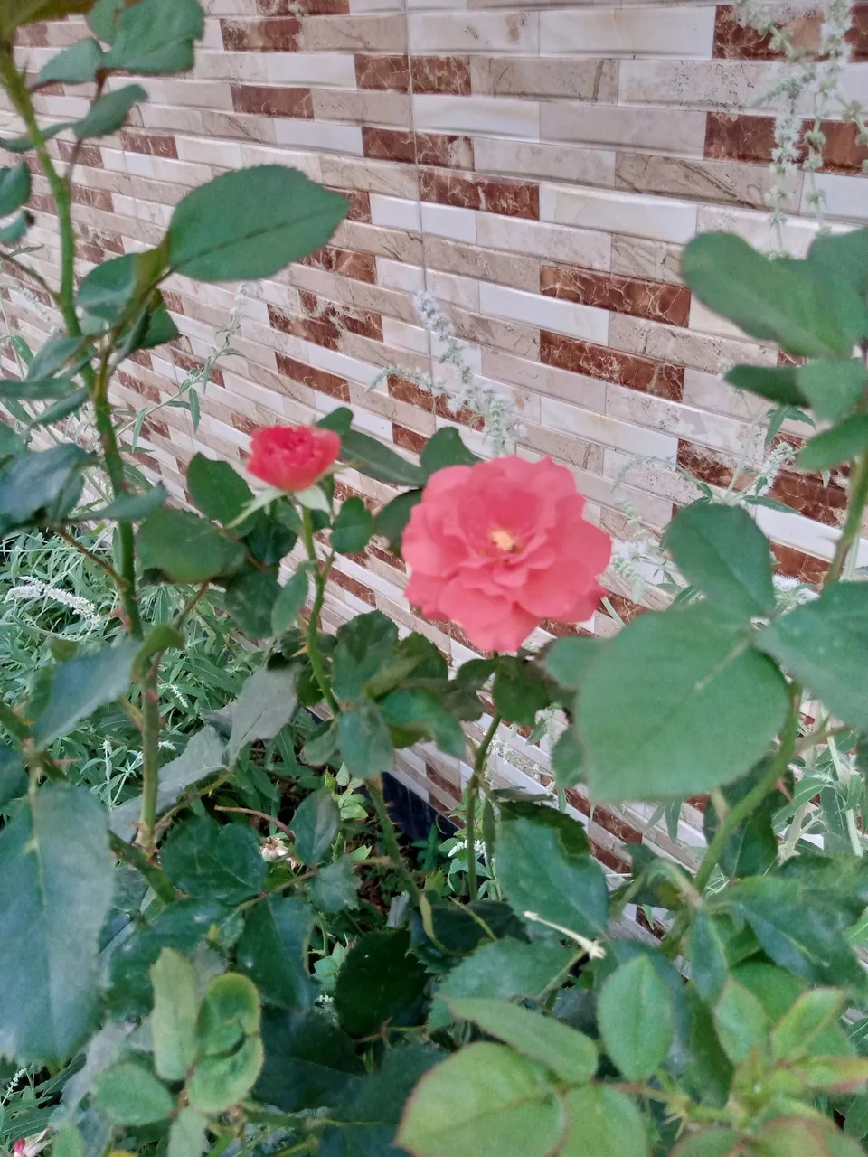 Bye bye beautiful Roses