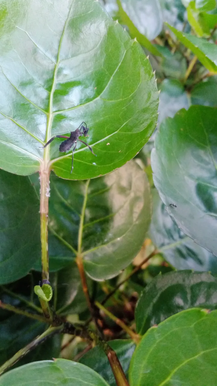 Sepasang kepik hitam