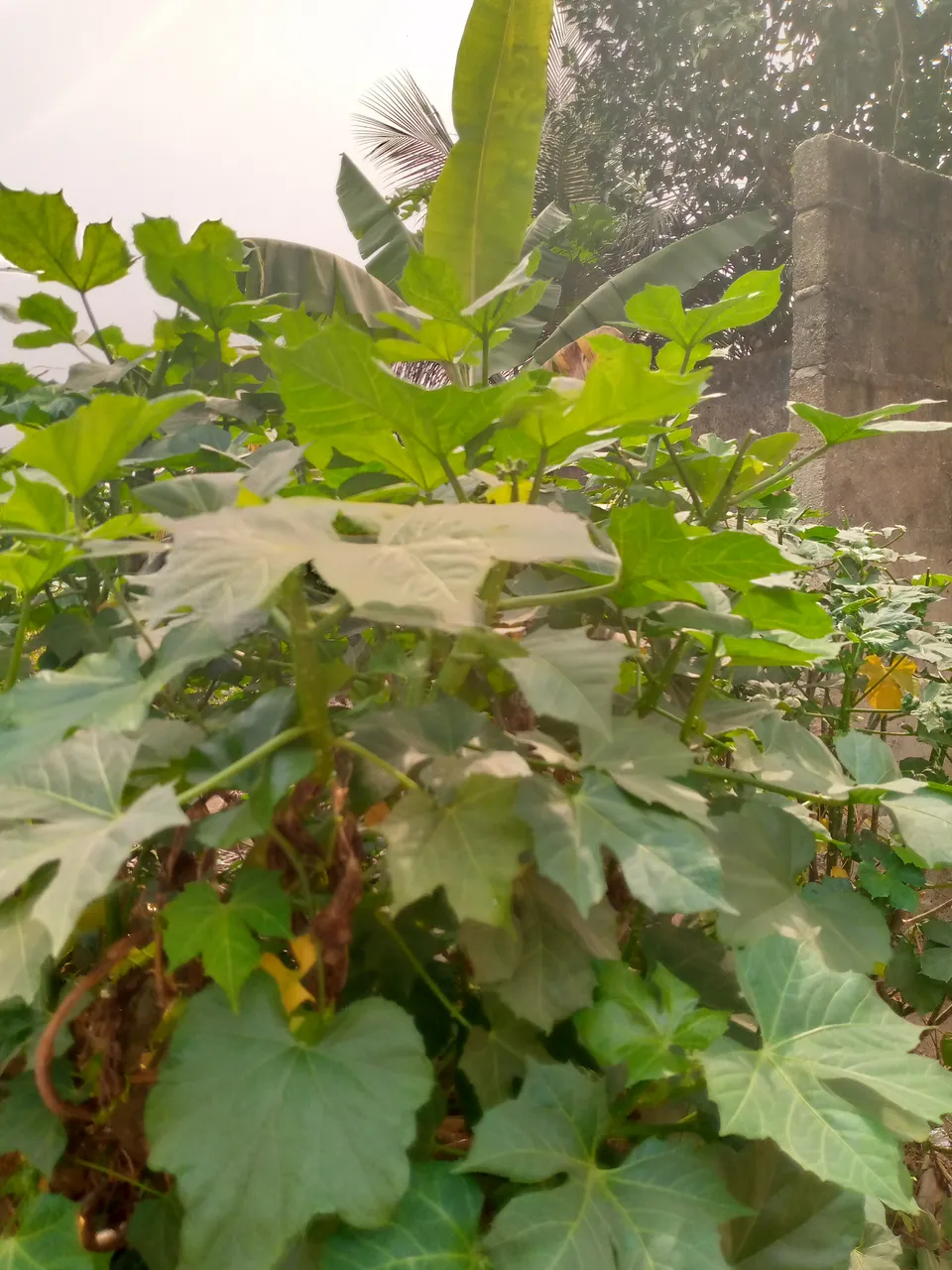 The jatropha plant and it's benefits