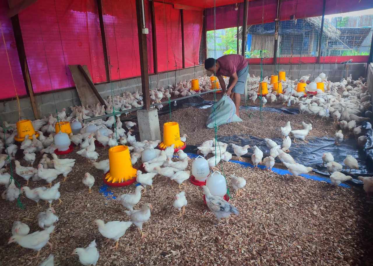 Empowerment of broilers : Routine needs for food and economic resou...