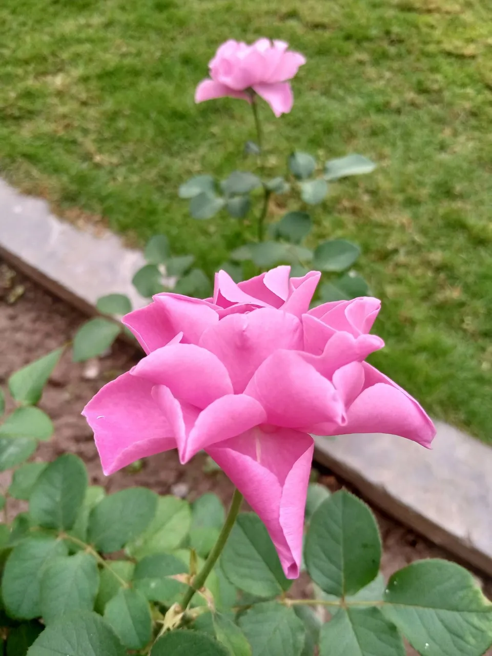 Bye bye beautiful Roses