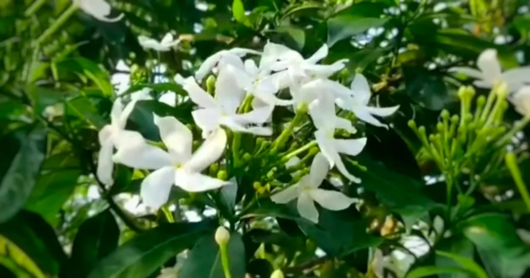 Togar flower photography