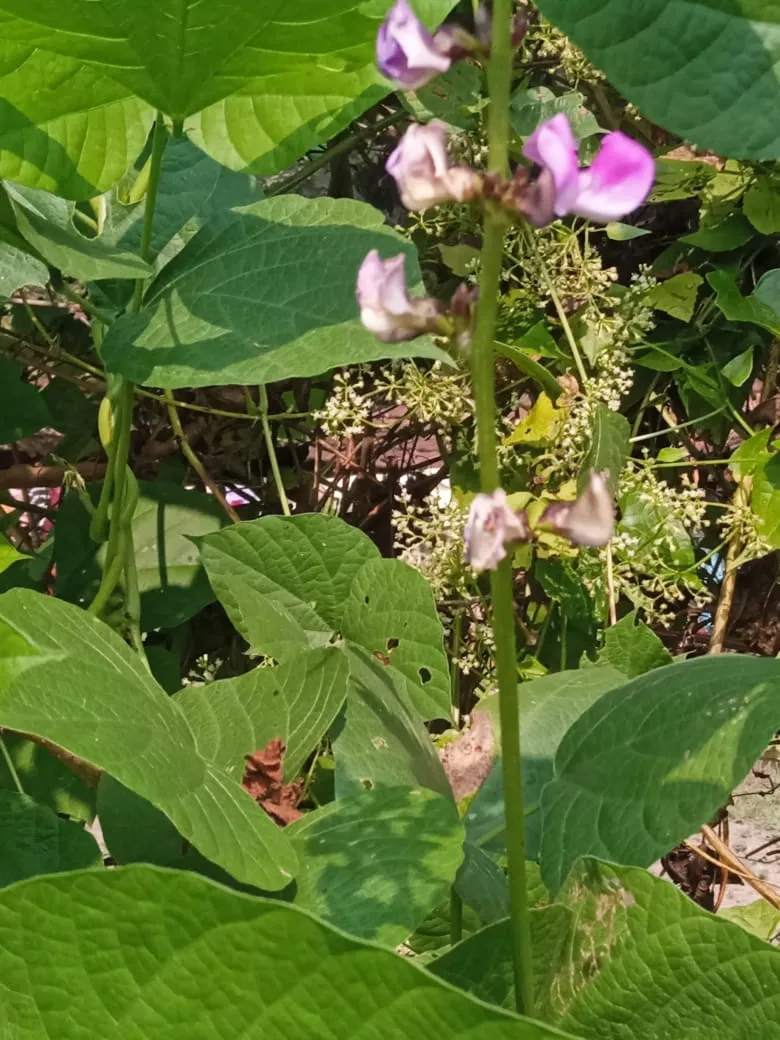 Photography of Sim fruits and Sim flowers.