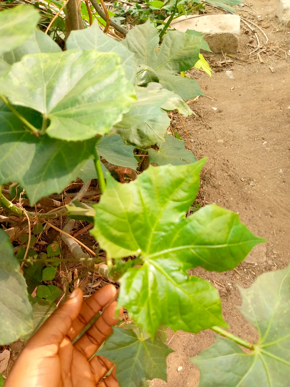 The jatropha plant and it's benefits