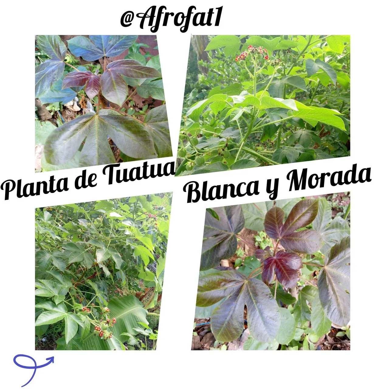 🪴Planta de Tuatua Blanca y Morada sus Propiedades🪴White and Purpl...