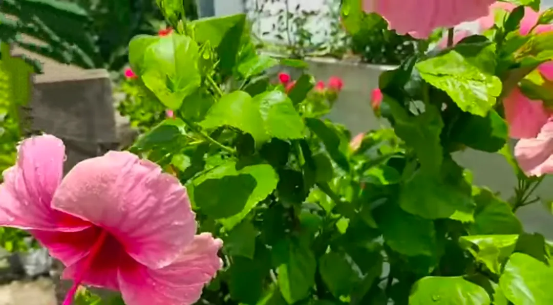 Photography of jaba flower