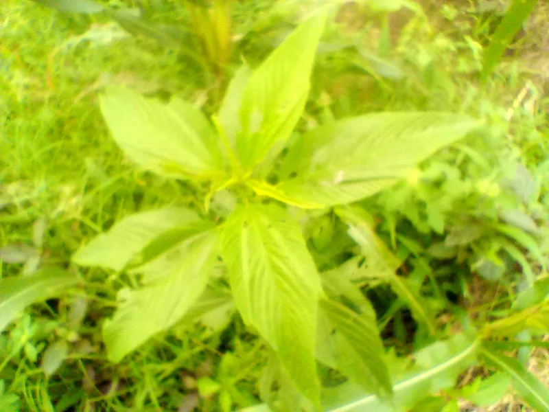 The Garden Today: Ewuro and Ewedu Needs Perfect Sunlight