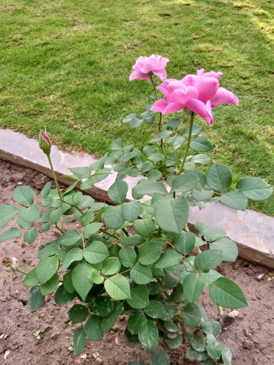 Bye bye beautiful Roses