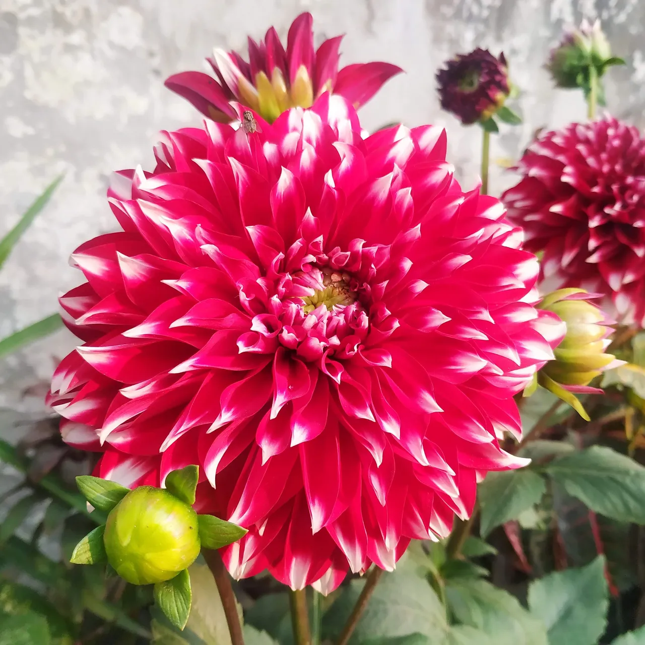 Dahlias In Different Color