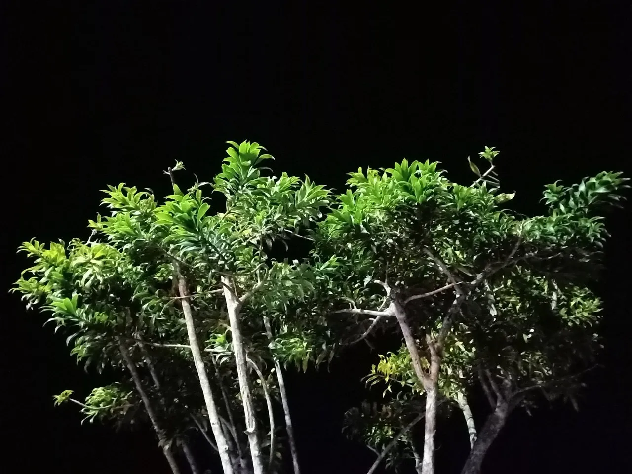 Gaharu Tree