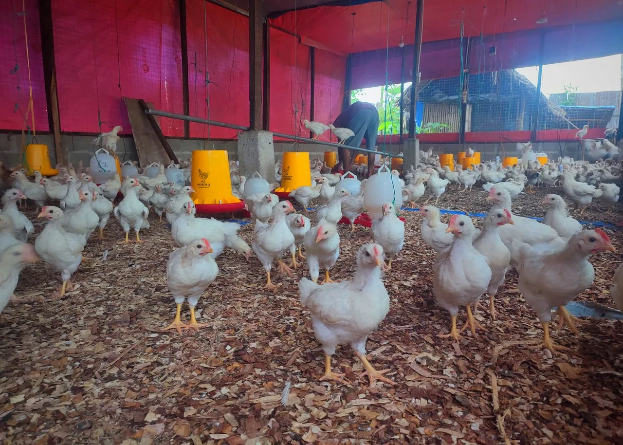 Empowerment of broilers : Routine needs for food and economic resou...