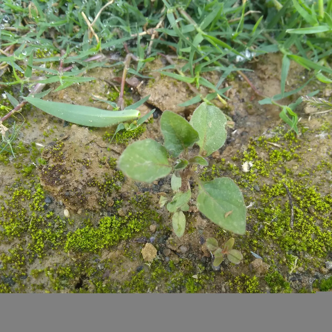 Plucking Unwanted Grass From My Garden