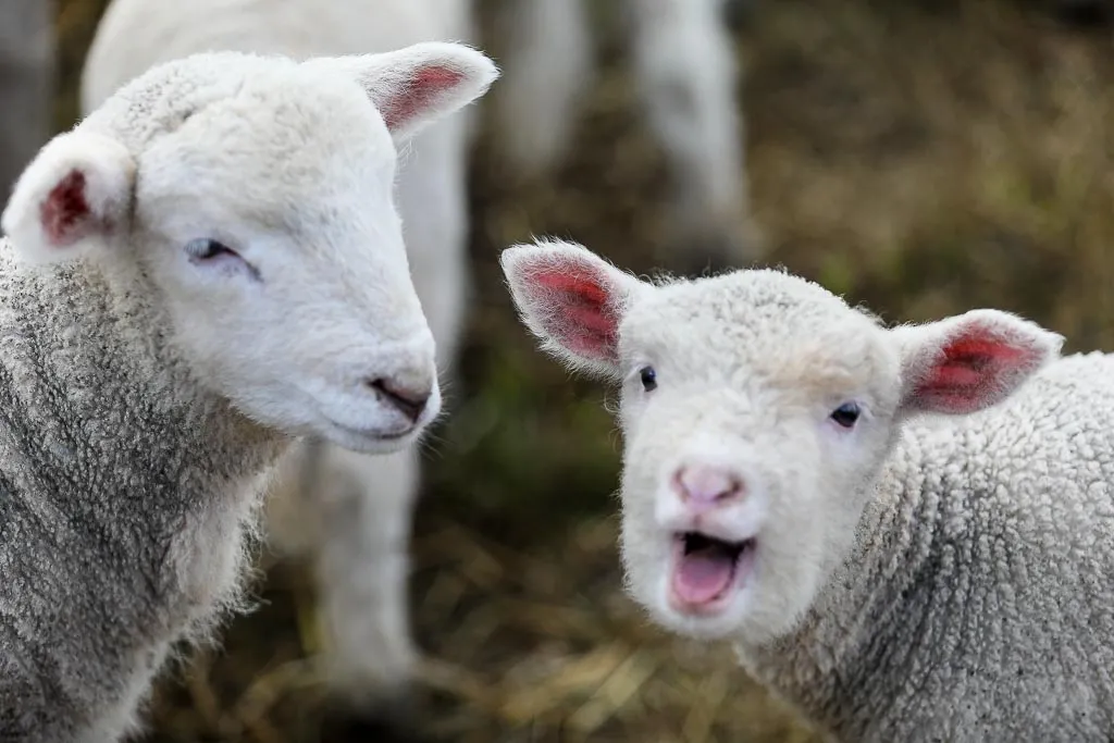 Pete des Petits Ruminants (PPR) affecting Small Ruminants.