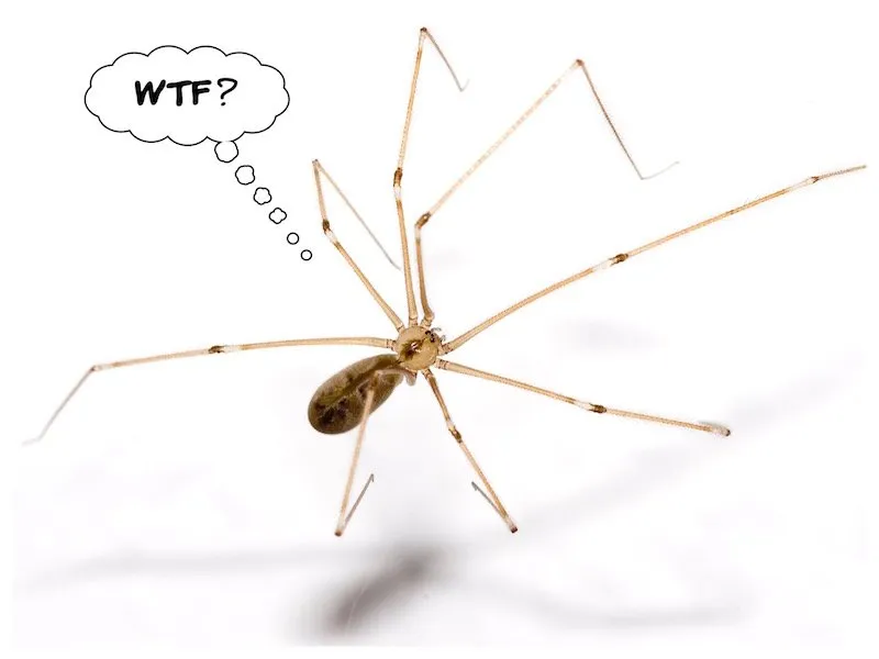 CHIN STROKER #1: Are you sure you're not a spider?