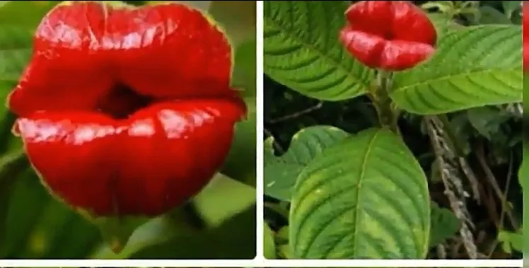 Introducing 4 Unbelievable Plants&Trees In The World