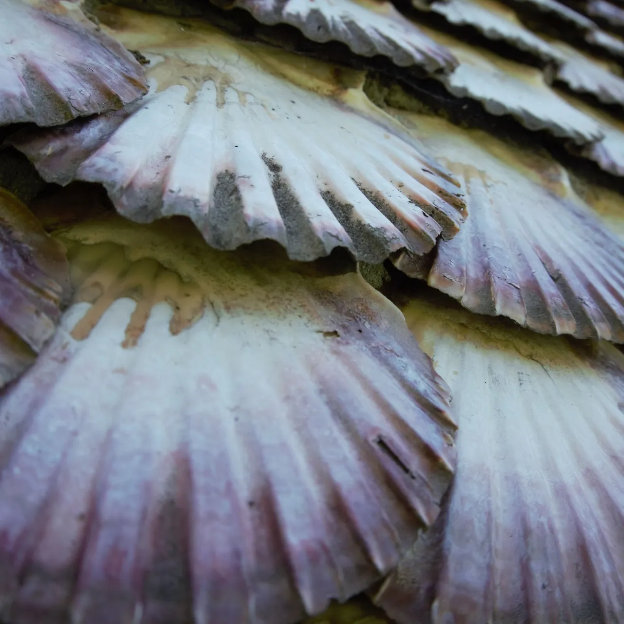 A scallop shell chapel: La Toja Island (Galicia-Spain)