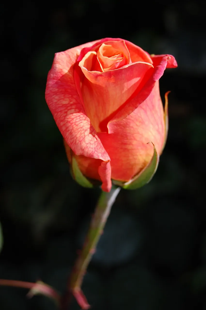 Designing Your Rose Garden