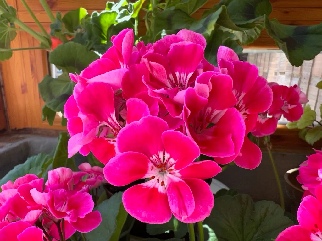 Vida color de rosa // Pink life // Photo-essay Community Contest