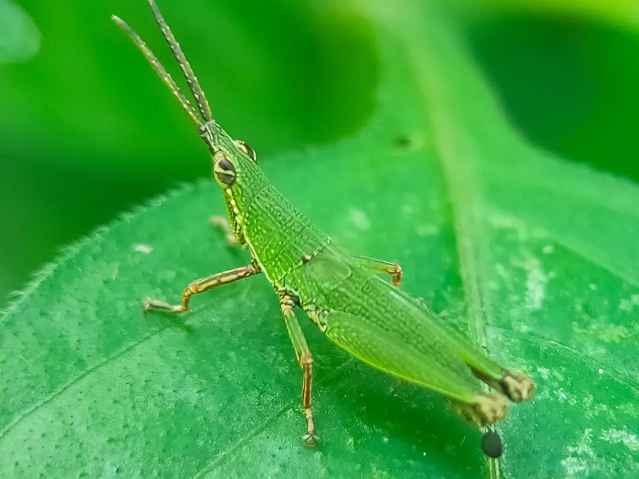 Insect Macrophotography | Acrididae