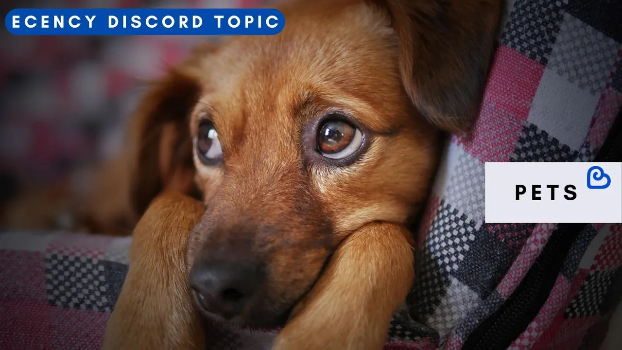 Ecency Discord Topic: PETS