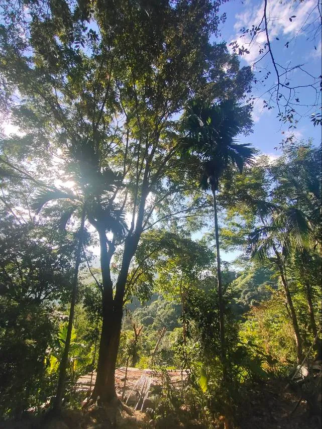 POBphotocontest : Narra the Philippine National Tree