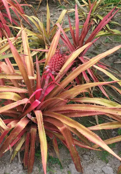 Thought Provoking Photos from my Travels 🍍