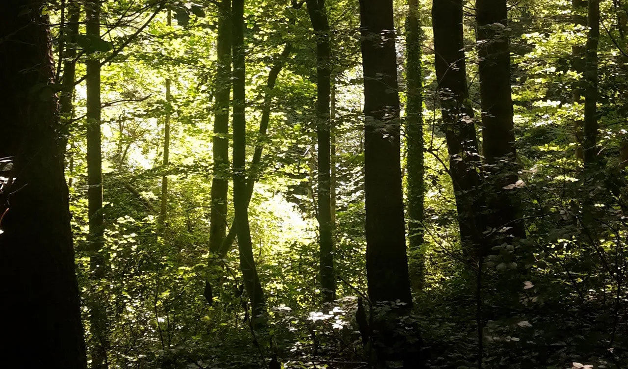 Introducing a new Community "HIVE MEMORIAL FOREST"