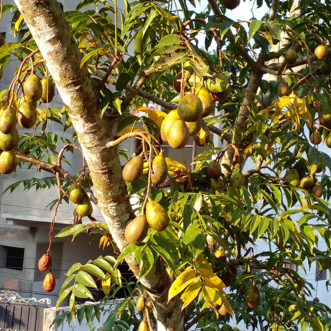 ☘️June plum curry / quick and easy way/ Ambarella recipe☘️
