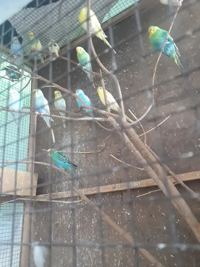 Beautiful Australian Parakeets! / Hermosos Periquitos australianos!...