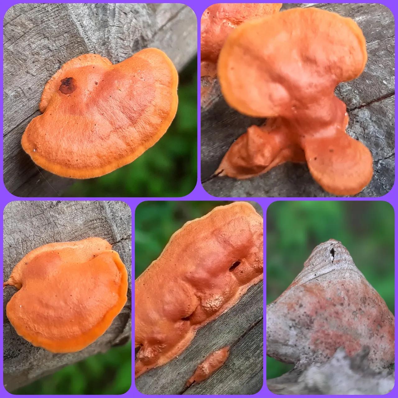 photography mushroom pycnoporus sanguineus